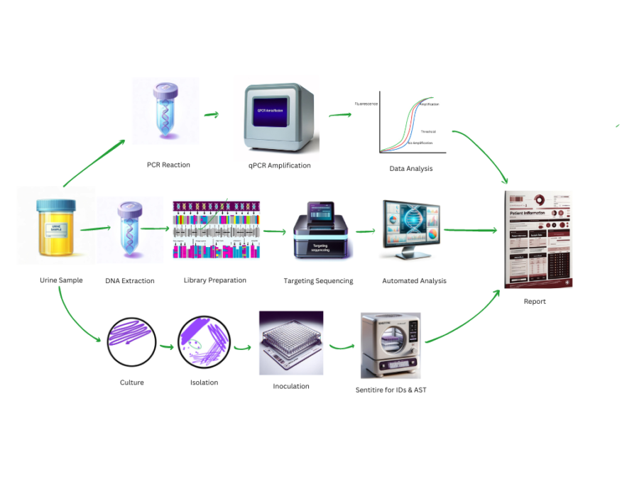 UTIs Diagnostics: The Power of PCR Urine Test | ALLIANCE™ Laboratories